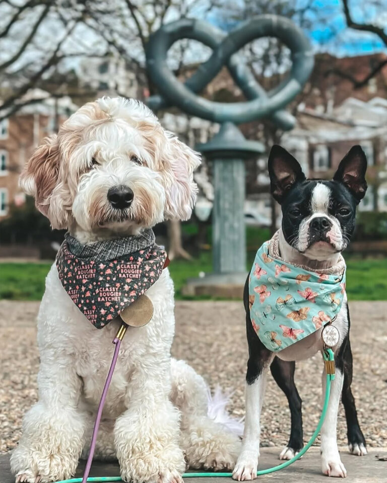 Bring Your Pup to Manayunk for the Annual Dog Day of Summer, Featuring ...
