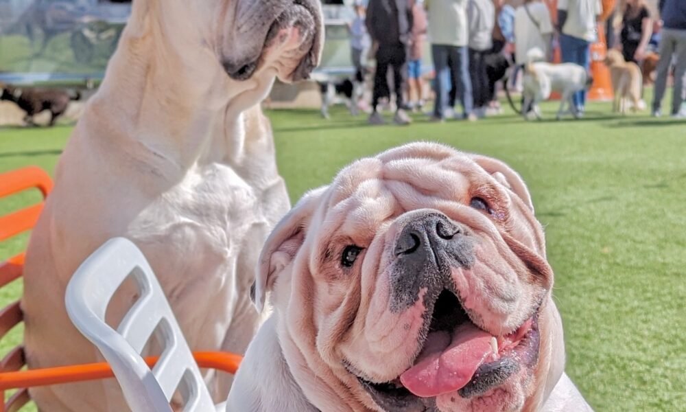 Grab Your Pooch: Fetch Park Is Opening in Manayunk, Featuring a Doggy ...